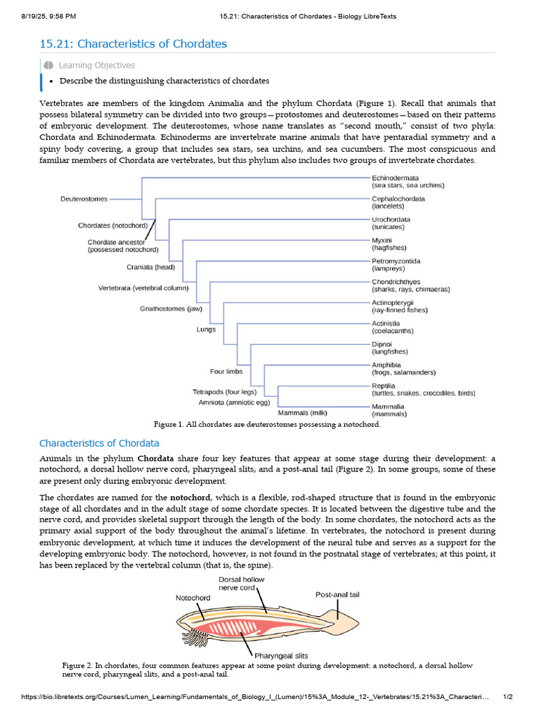 Key Features of Chordates Explained | PDF | Vertebrates | Zoology