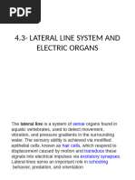 Lateral Line System in Fishes Explained | PDF | Neuroscience | Anatomy