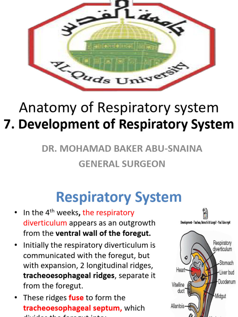 Development of Respitatory System | PDF | Larynx | Lung