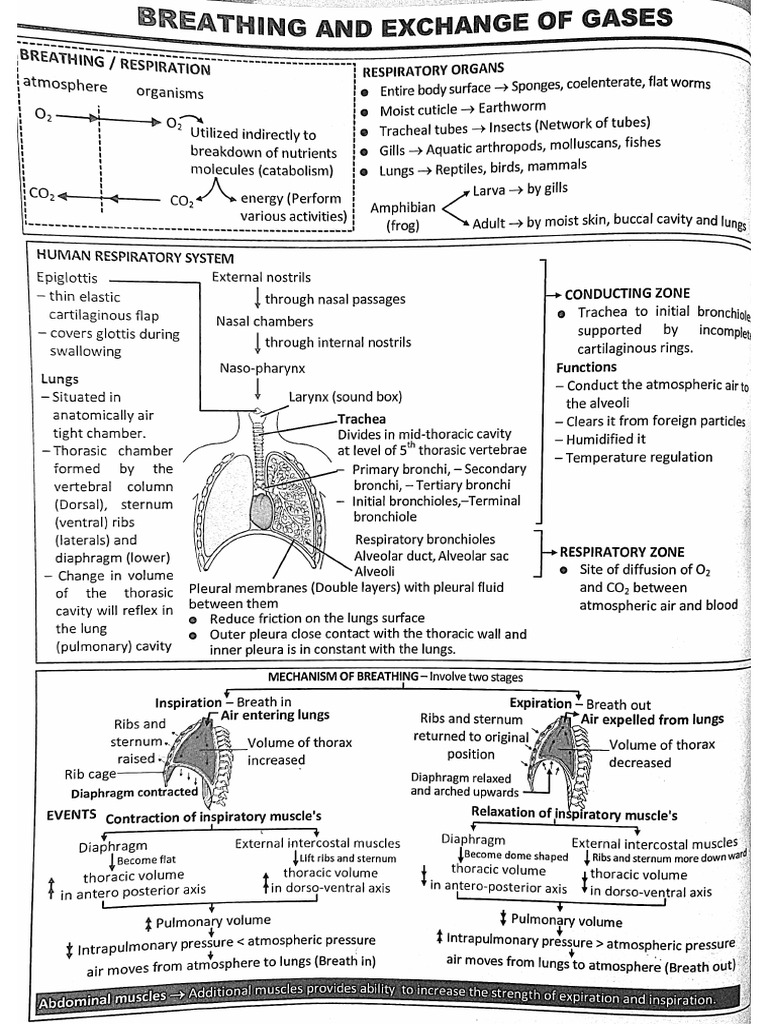 Breathing (Ncert Fast Track) | PDF