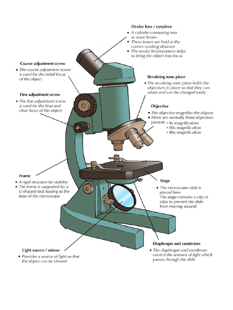 Understanding Compound Microscope Parts | PDF | Microscope | Lenses