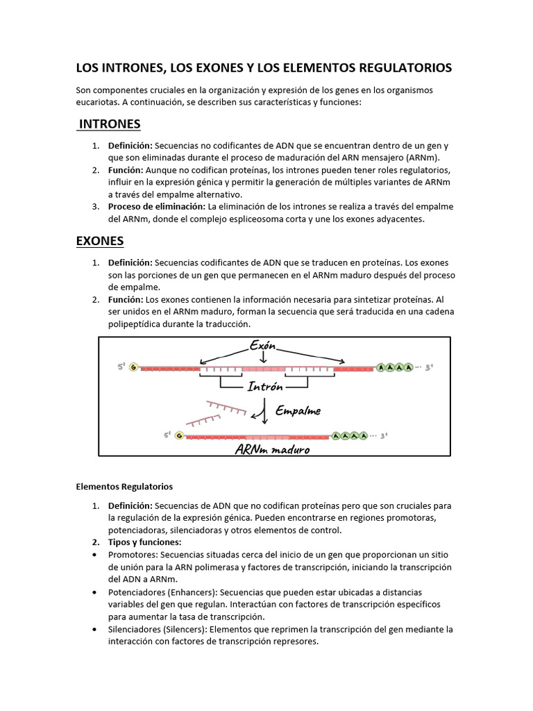 Intrones y Exones: Funciones y Regulación | PDF | Rna Splicing ...
