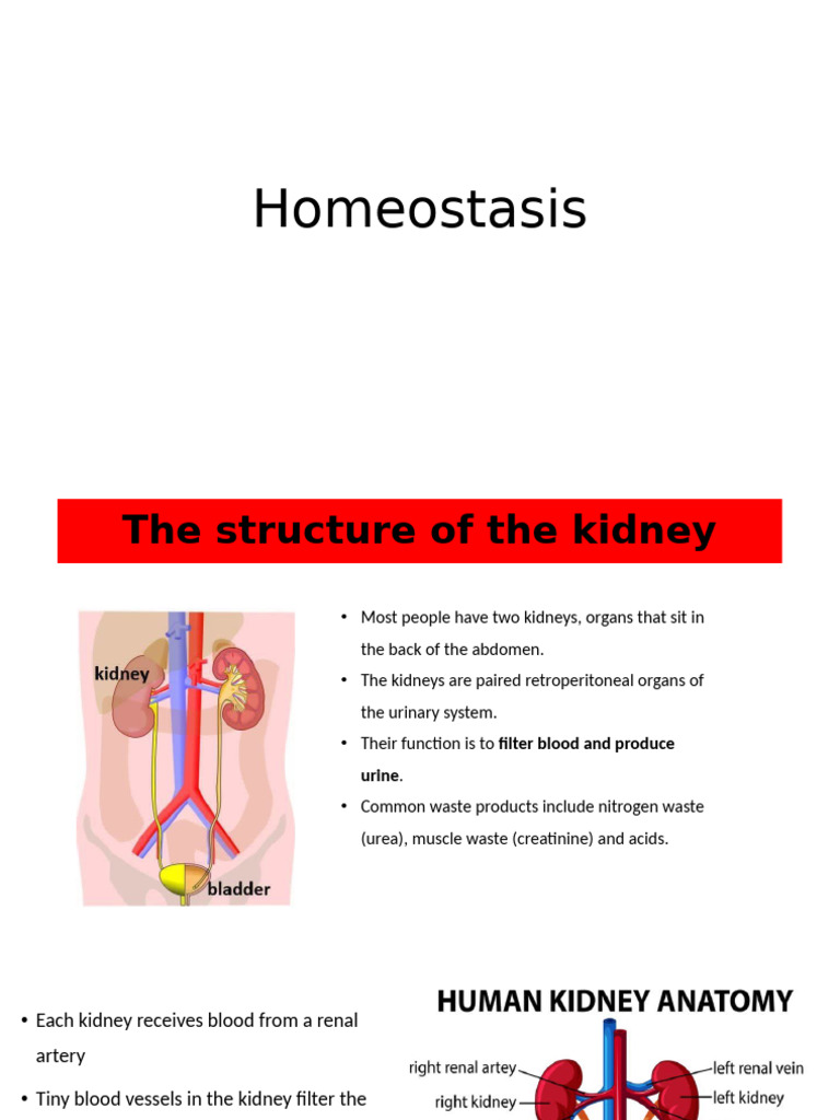Year 13 Biology Homeostasis | PDF | Kidney | Stoma