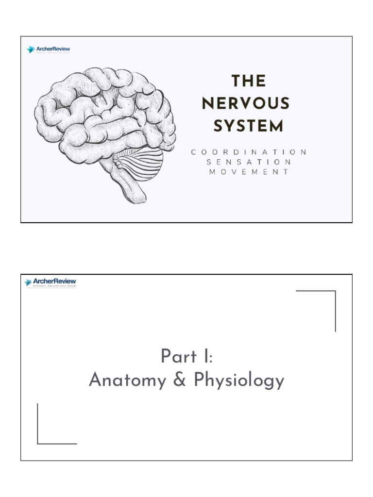 The Nervous System | PDF