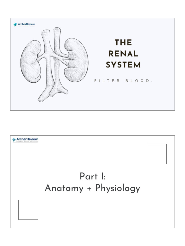 The Renal System | PDF