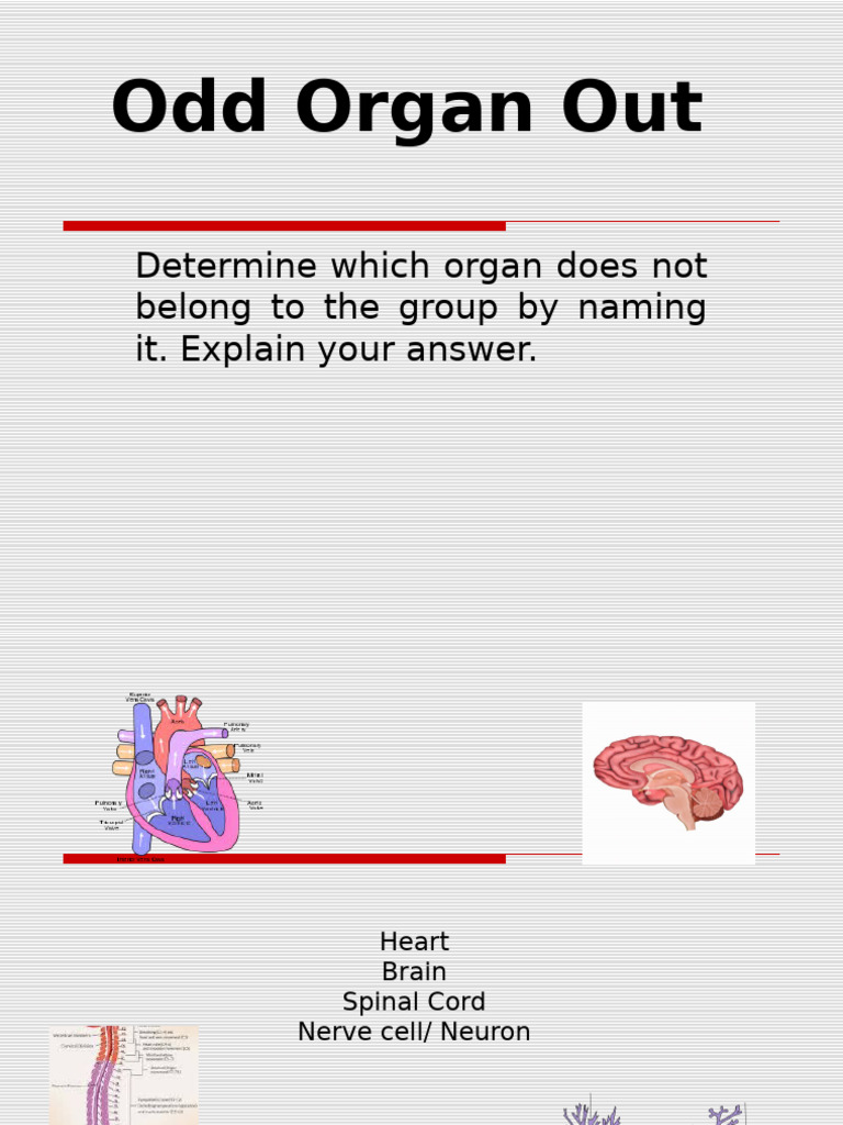 Identify the Odd Organ in Anatomy | PDF | Reproductive System | Ovary