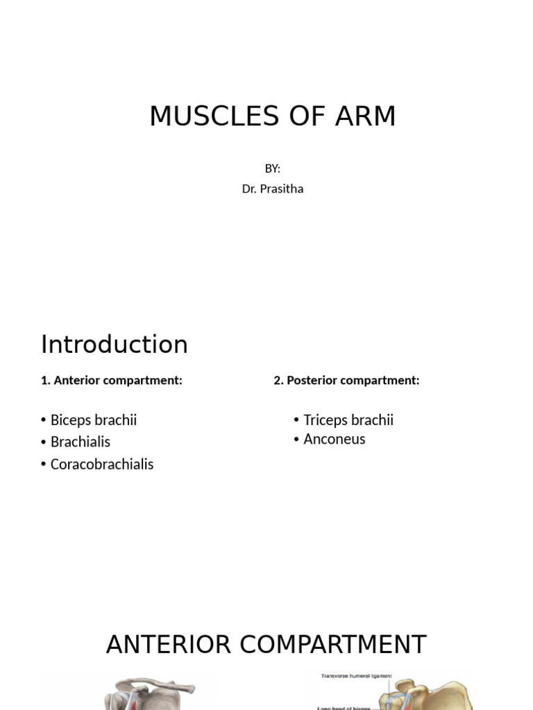 Muscles of Arm Final | PDF | Arm | Elbow
