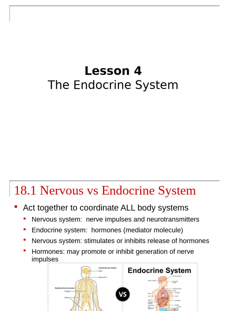 Overview of the Endocrine System | PDF | Endocrine System | Pituitary Gland