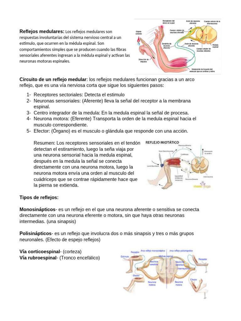 Reflejos Medulares | PDF