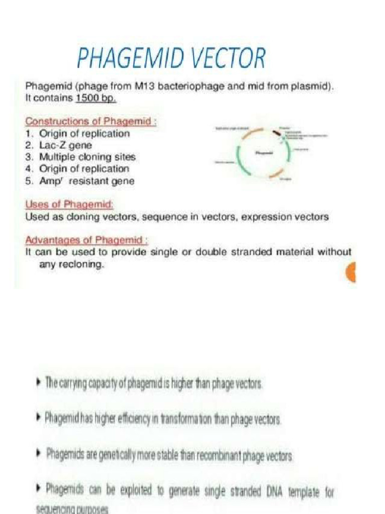 Phagemid 1 | PDF