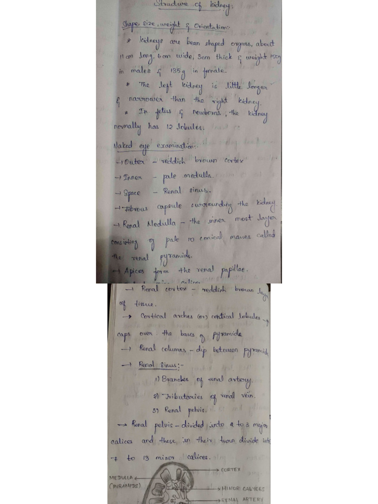 Structure of Kidney | PDF