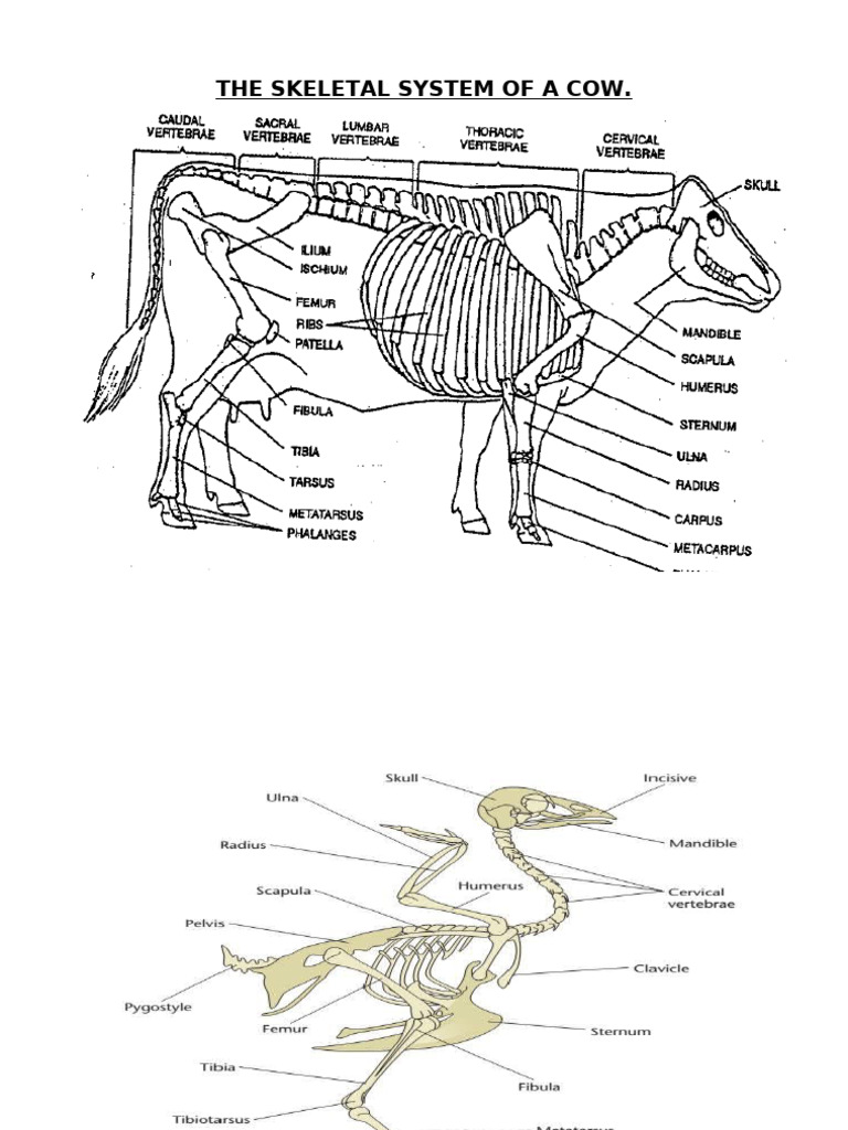 The Skeletal System of A Cow | PDF