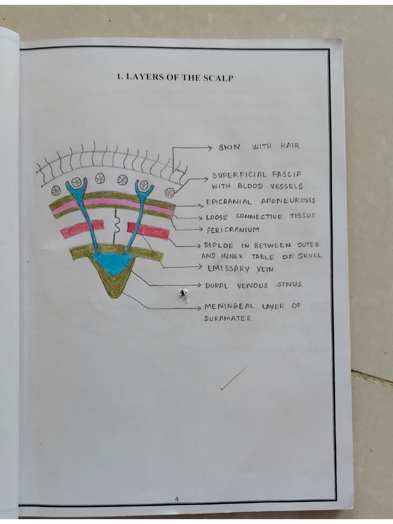 Anatomy Record | PDF