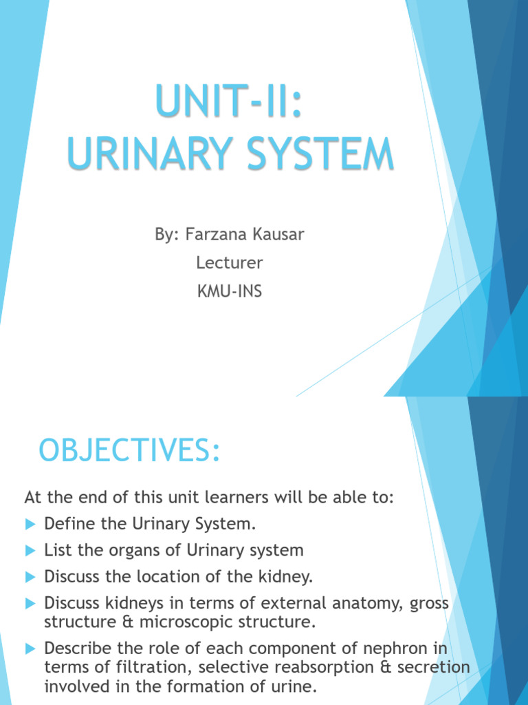 2-Urinary System by Nursing Bundles | PDF | Kidney | Urinary System