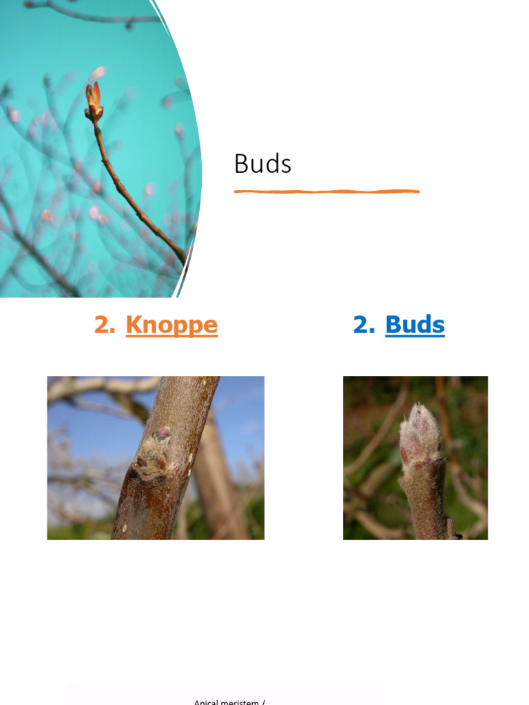 Types of Plant Buds Explained | PDF | Plant Morphology | Plants