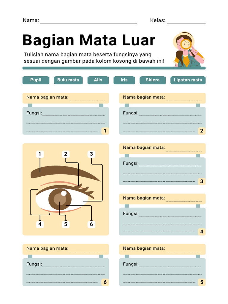 Bagian Mata Luar Lembar Kerja Pendidikan IPAS Hijau Kuning Kotak ...