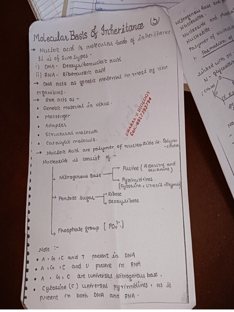Molecular Basis of Inheritance | PDF