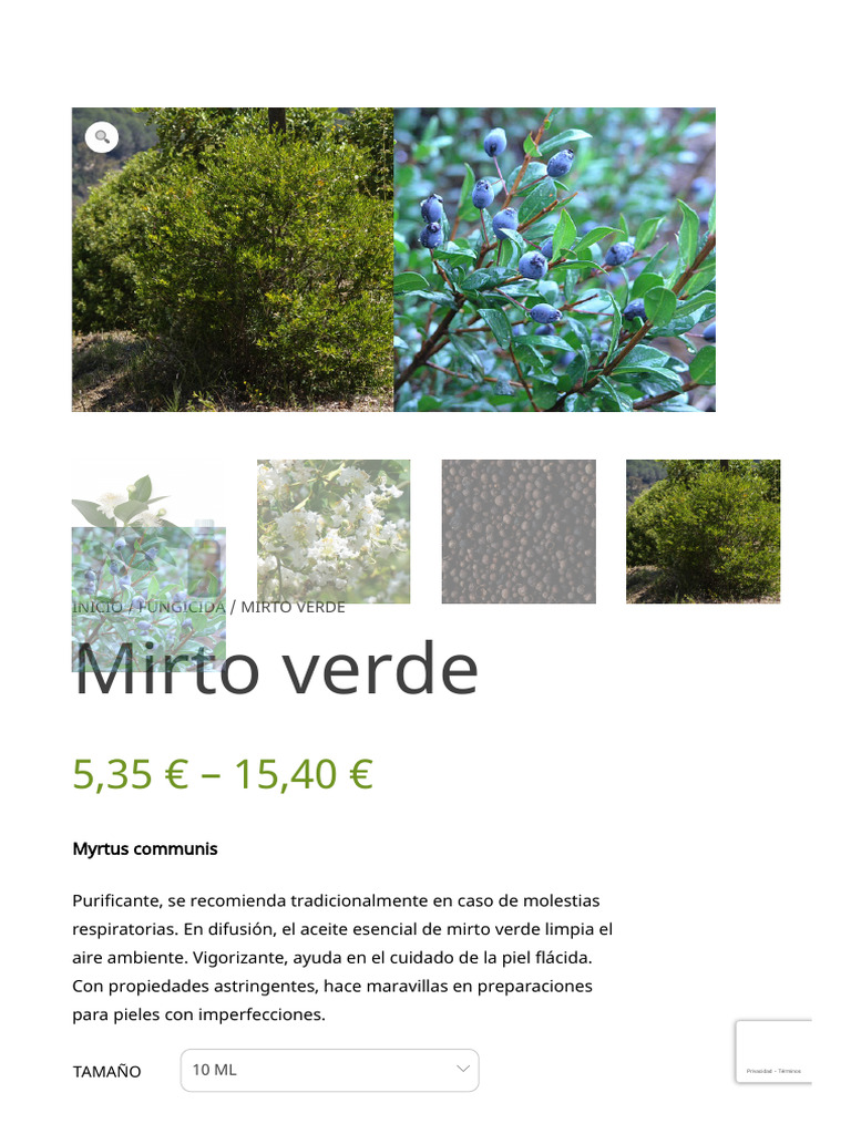 Mirto Verde | PDF