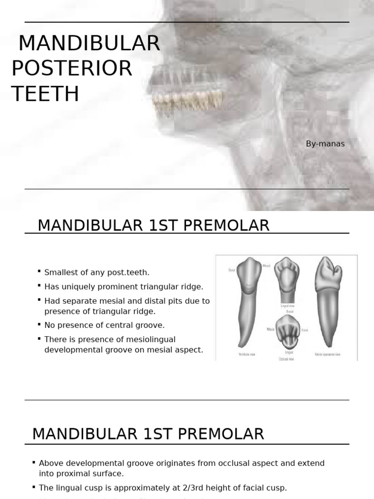 Mandibular Posterior Teeth 2 | PDF | Dental Anatomy | Dentistry Branches