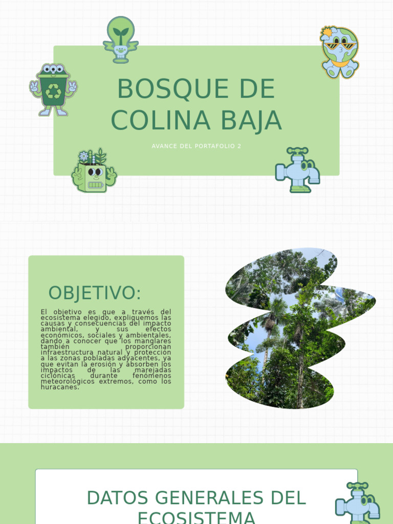 Avance 2 - Bosque de Colina Baja | PDF | Deforestación | Entorno natural