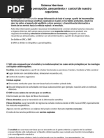Anatomía del Tectum y Tegmentum | PDF | Anatomía | Cerebro