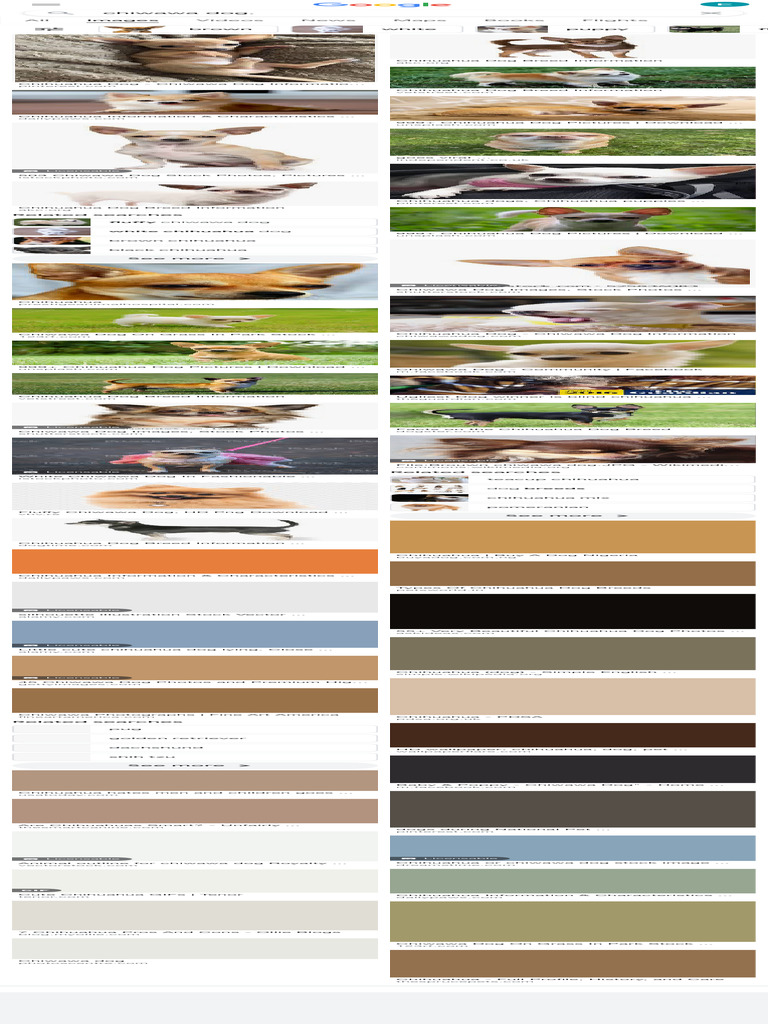 Chiwawa Dog. - Google Search | PDF | Dogs | Subspecies Of Canis Lupus