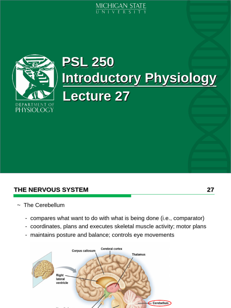 27 - Nervous System (CNS) | PDF