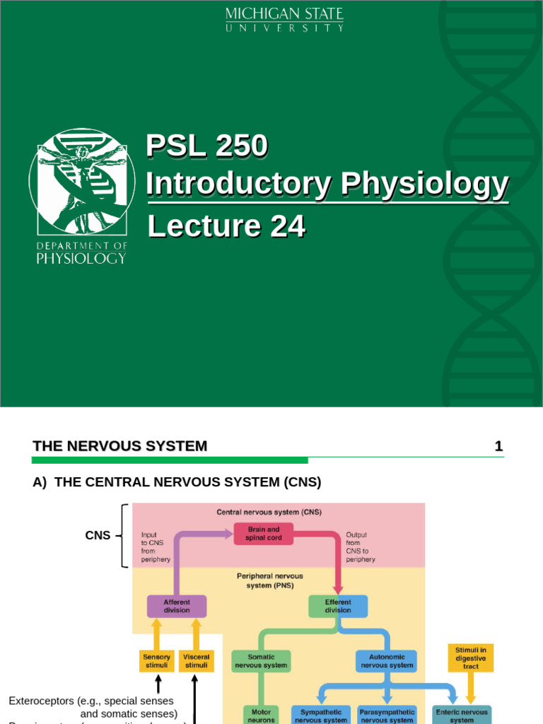 24 - Nervous System (CNS) | PDF