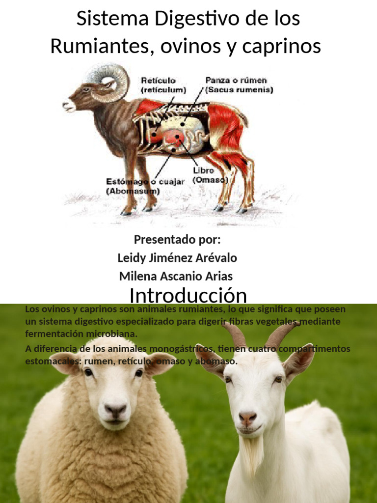 Sistema Digestivo de Ovinos y Caprinos | PDF | Rumiante | Biología