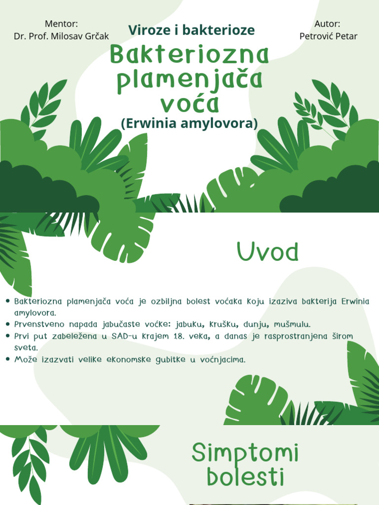 Bakteriozna Plamenjaca Voca - Viroze I Bakterioze | PDF