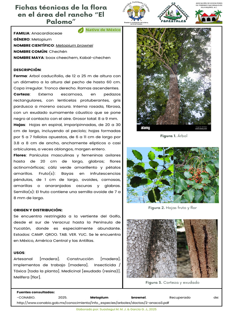 CHECHÉN (Metopium brownei) FICHA INFORMATIVA | PDF | Arboles | Botánica