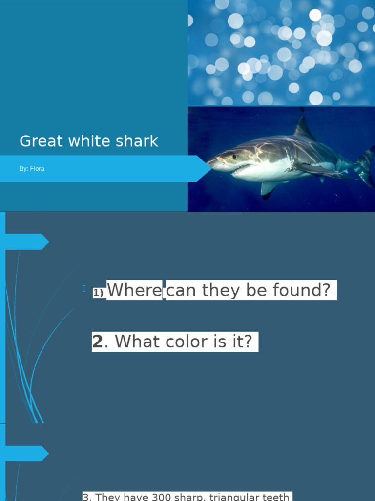Great White Shark | PDF