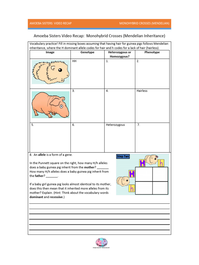 Amoeba Sisters - Monohybrid Cross Worksheet | PDF | Genotype ...