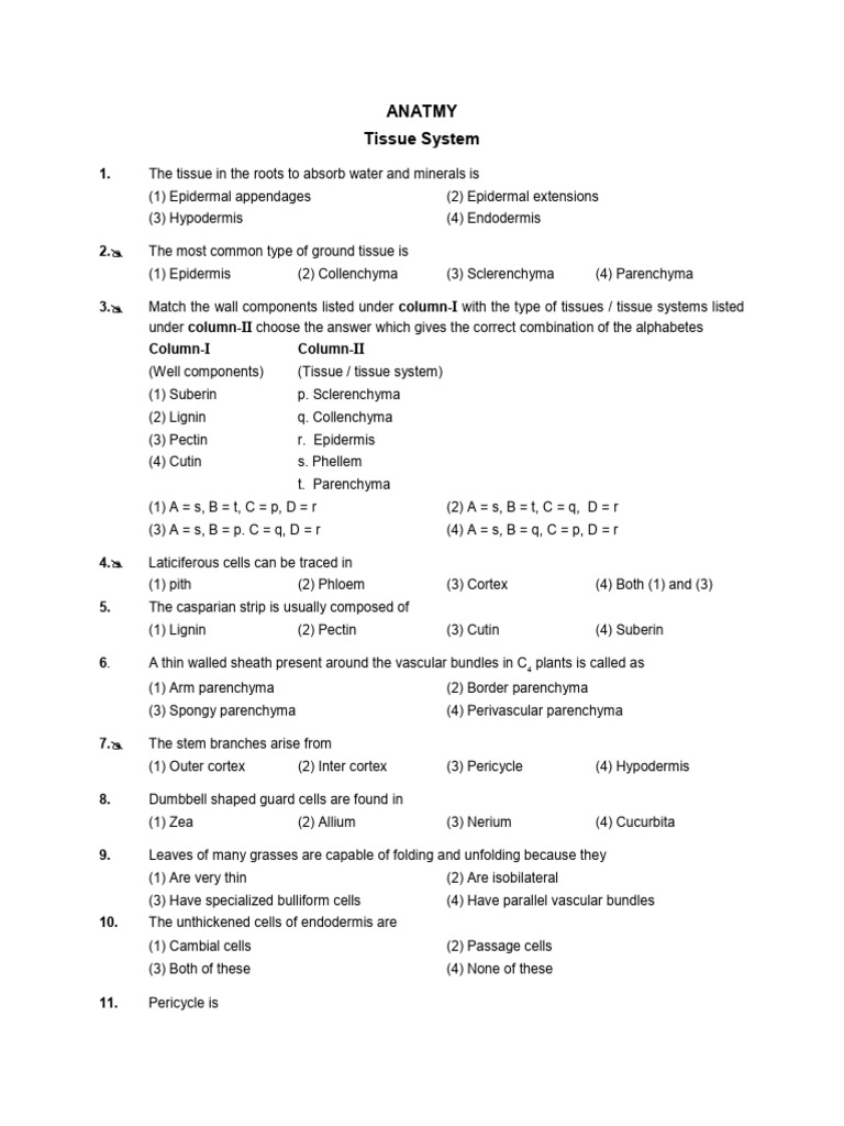 Components of a Stele in Plants | PDF | Plant Stem | Tissue (Biology)