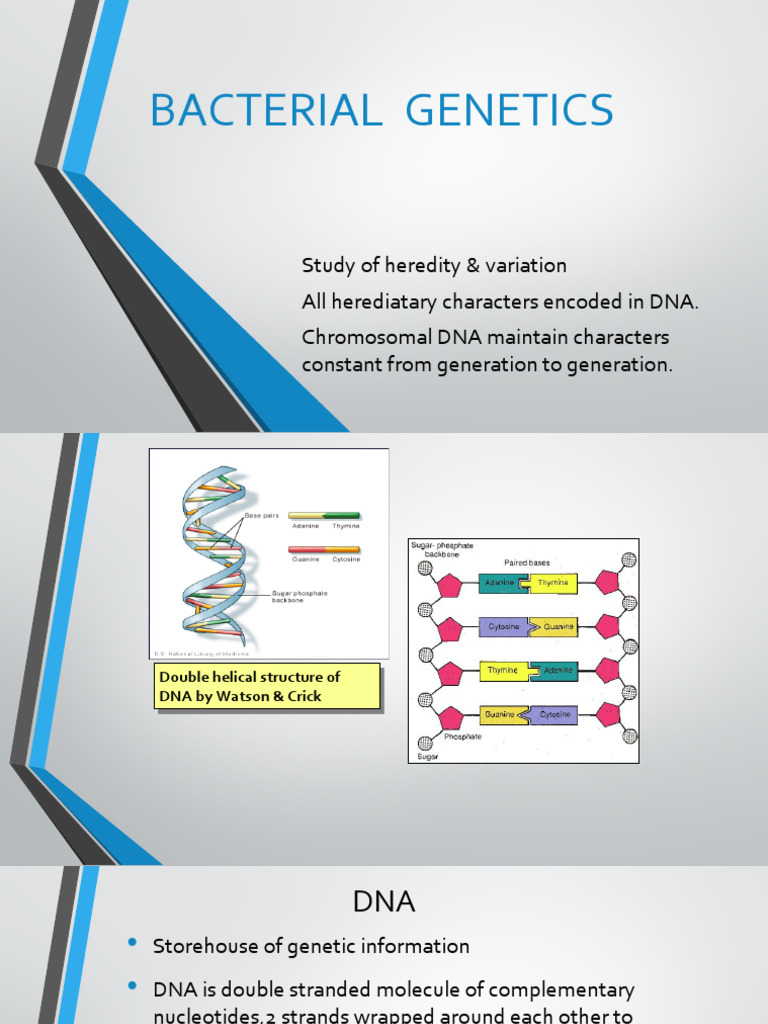 Bacterial Genetics and Plasmid Functions | PDF | Plasmid | Dna