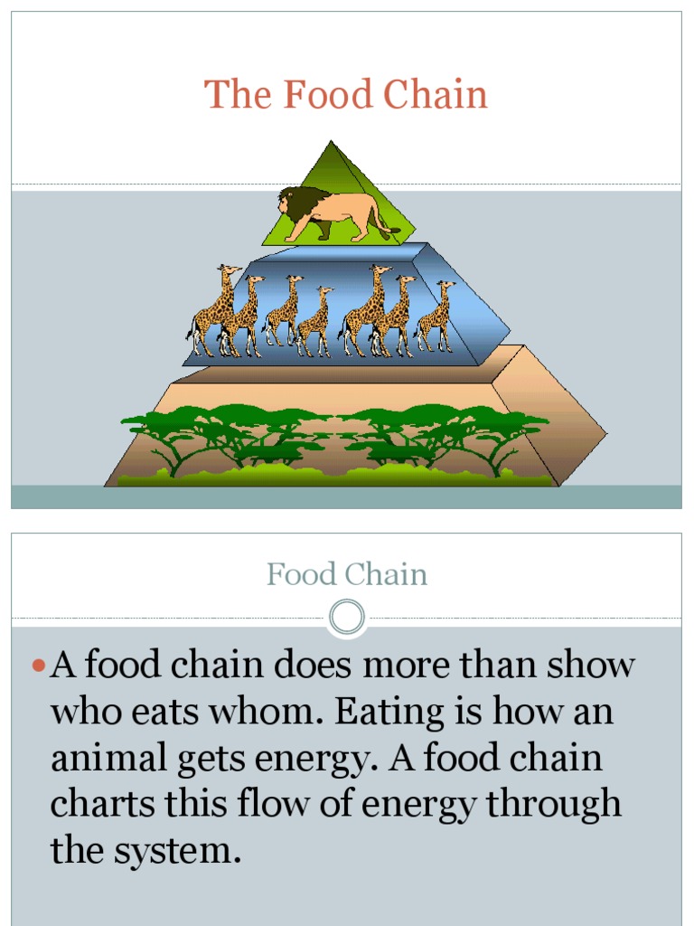 Food Chain Intro | PDF