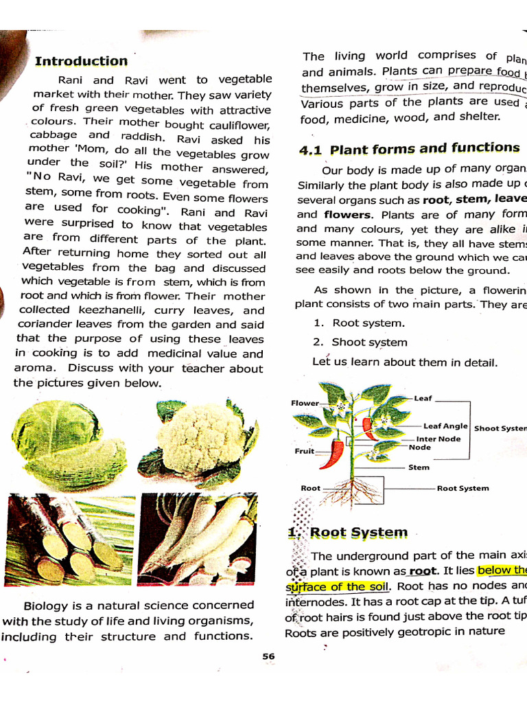 6th Term 1 Science | PDF