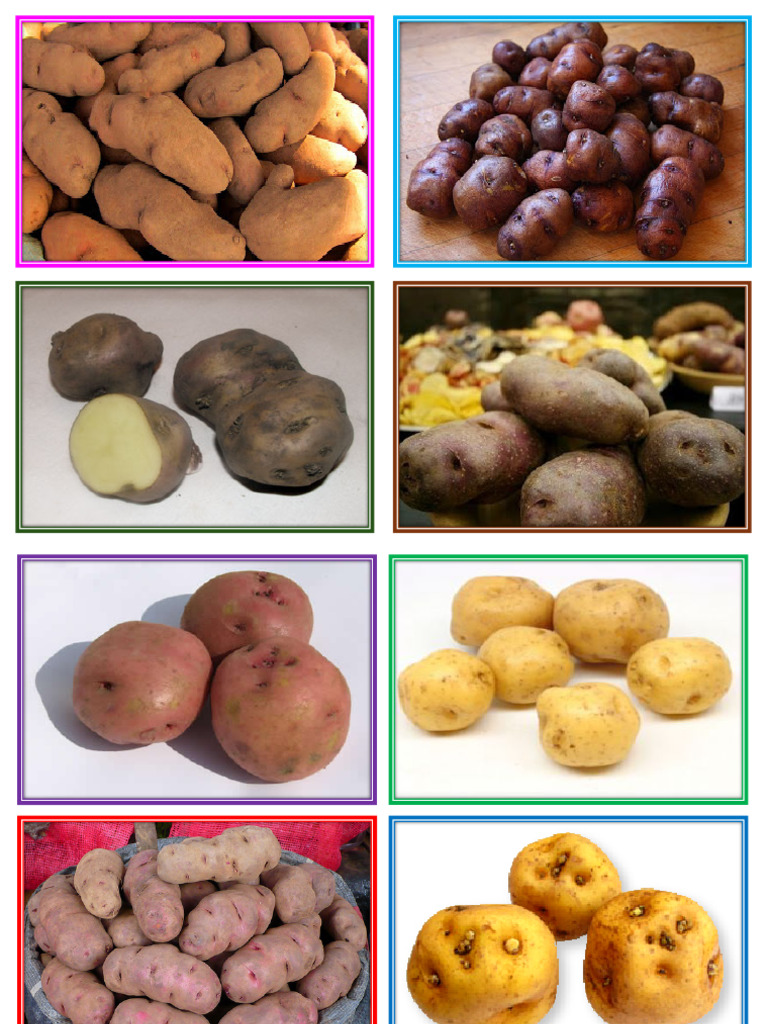 Papas 8 Tipos de Papa Tamaño A4 | PDF