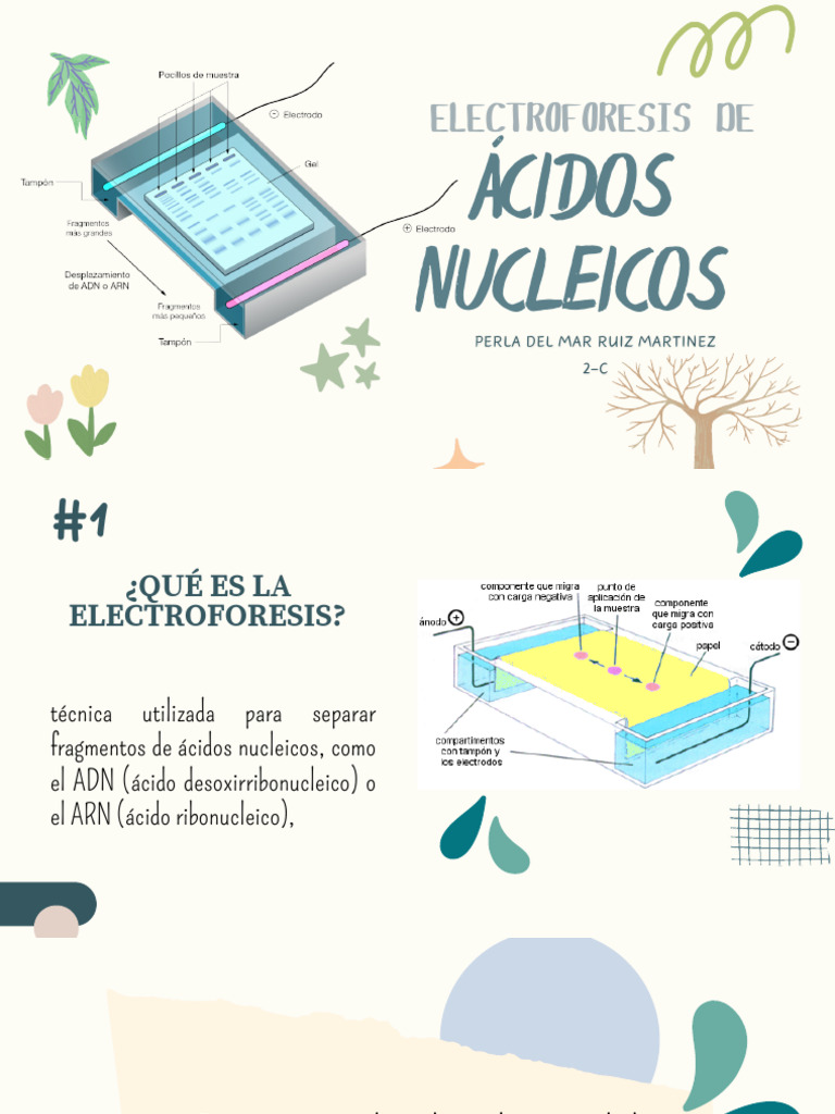 Electroforesis de Adn y Arn-perla Ruiz | PDF | Electroforesis | Adn