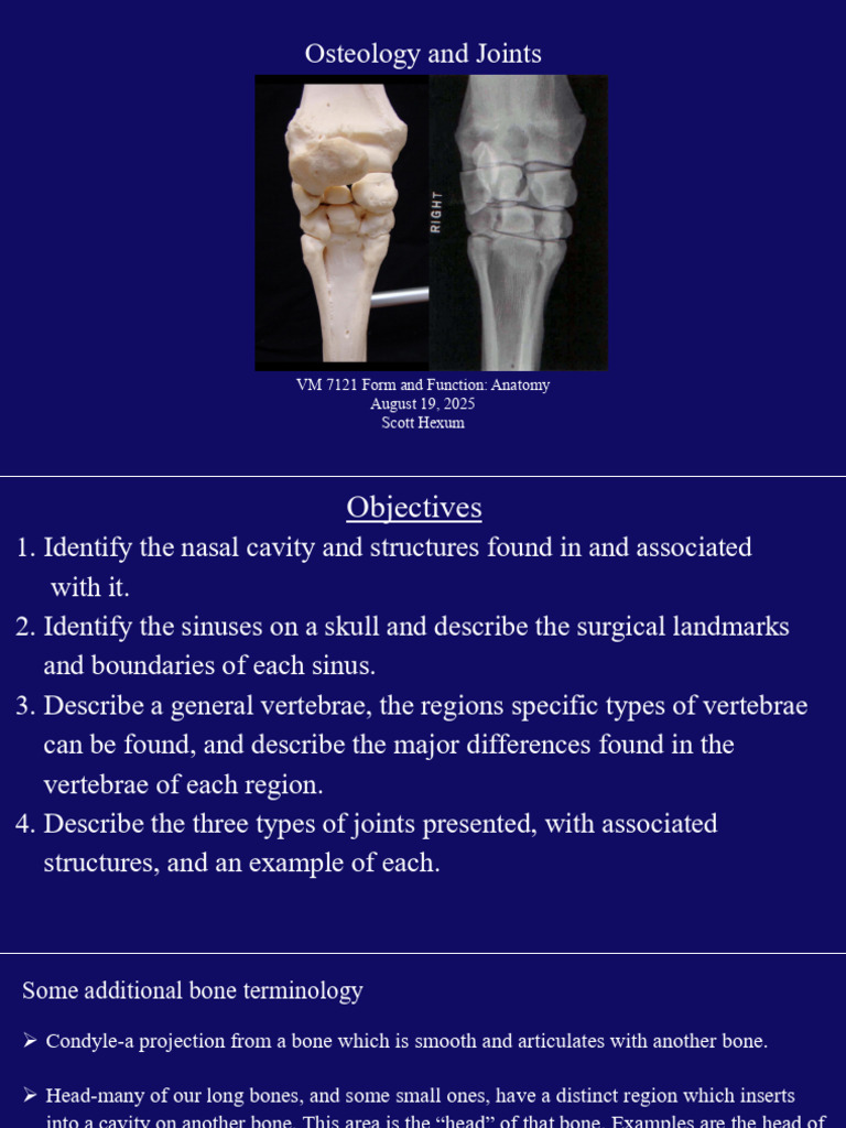 Lecture 3-Osteology and Joints | PDF | Vertebra | Human Anatomy