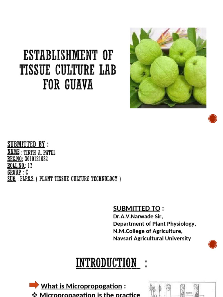 Micropropagation of Guava | PDF