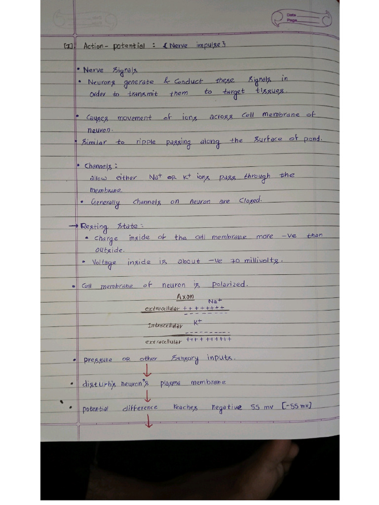 Action Potential | PDF