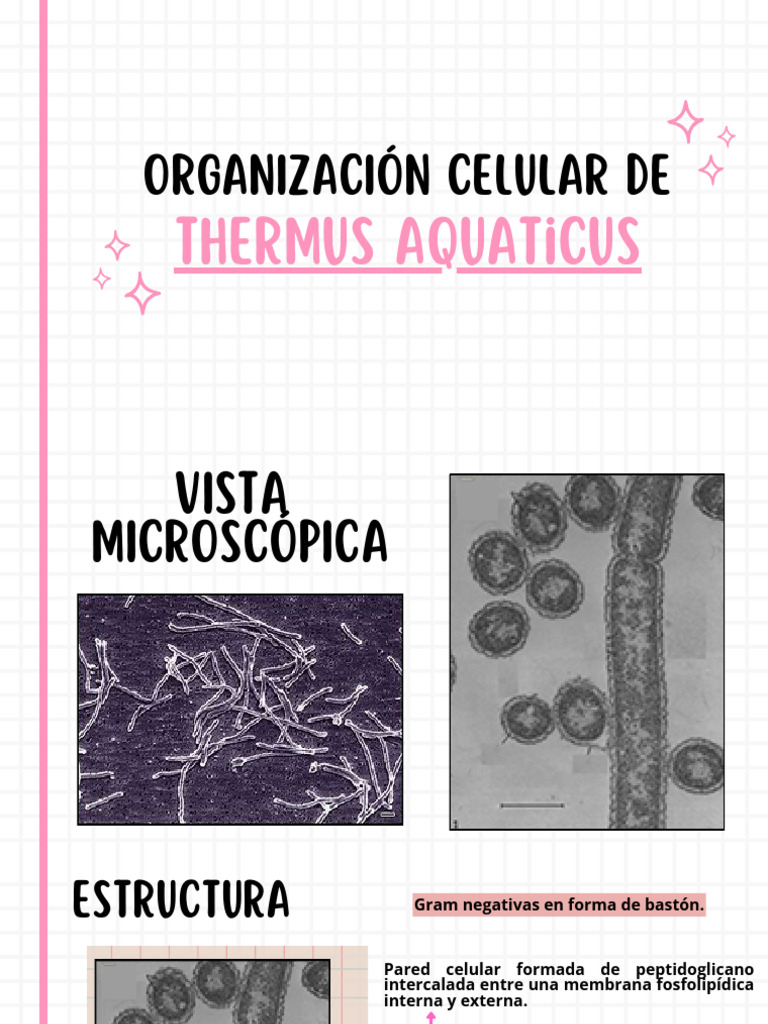Estructura Celular de Thermus aquaticus | PDF | Biología Celular ...