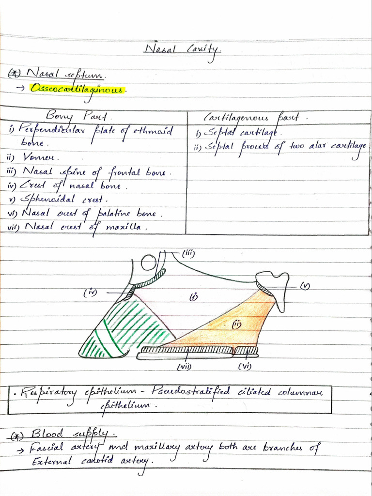16. Nasal Cavity | PDF