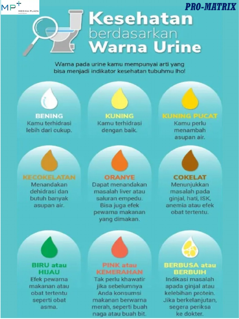 Urine | PDF