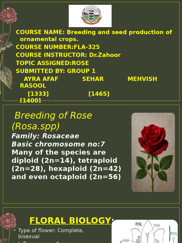 Fla Rose Breeding GROUP 1 | PDF | Rose | Flowers