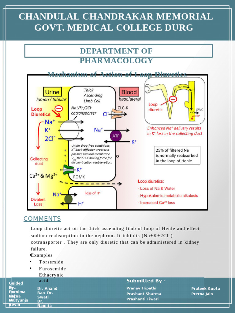 Mechanism of Action of Loop Diuretics | PDF
