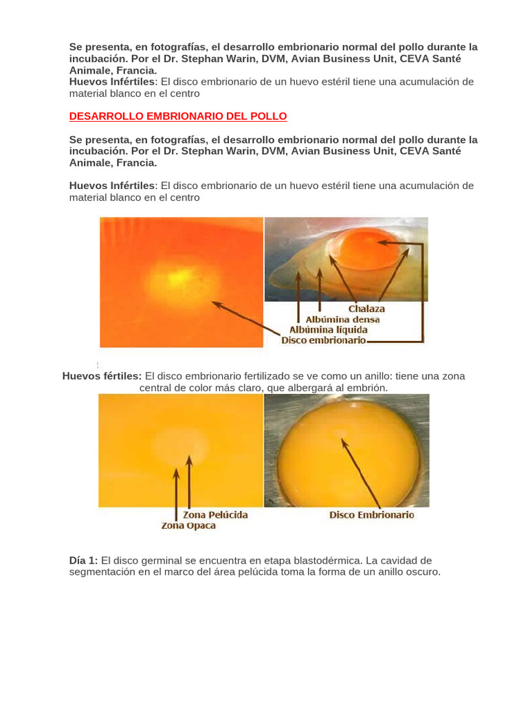 Desarrollo Embrionario del Pollo en Imágenes | PDF | Embrión | Huevo