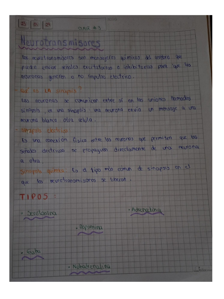 Anatomía C3 | PDF