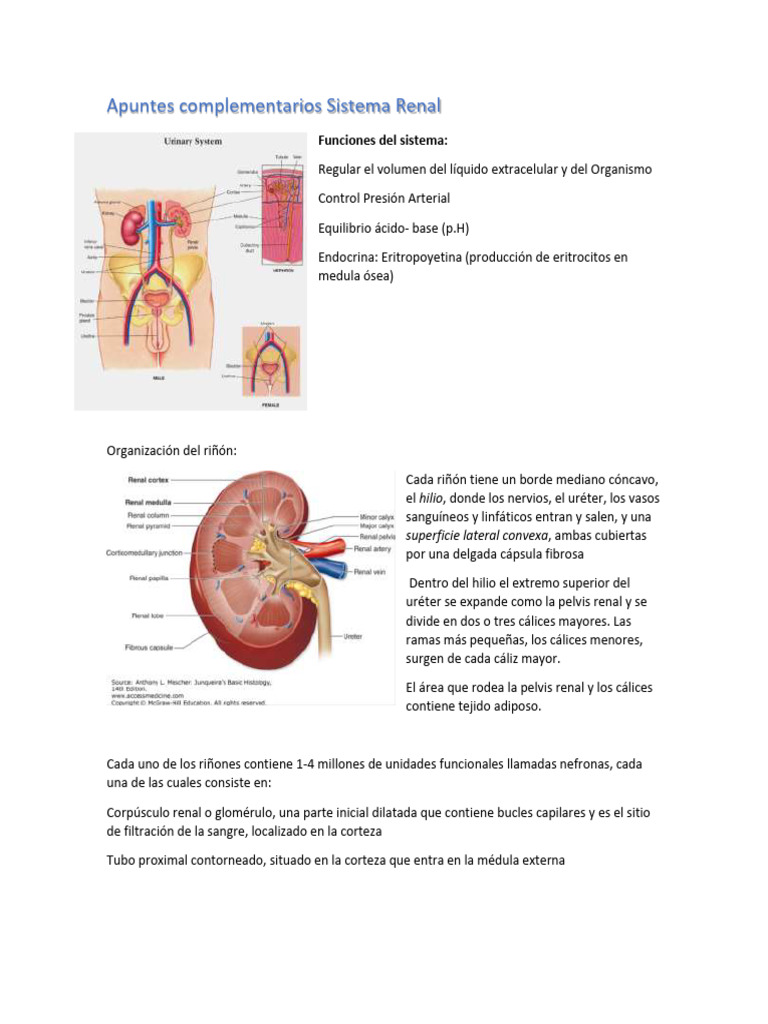 Funciones y Estructura del Sistema Renal | PDF | Riñón | Morfología ...